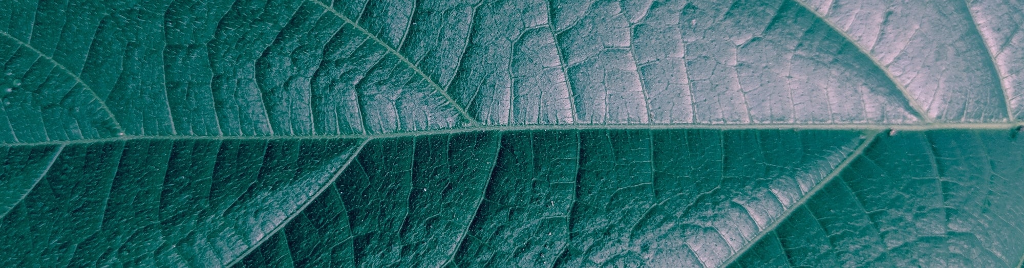 Understanding Drainage Basins: Nature's Open System | Nail IB®